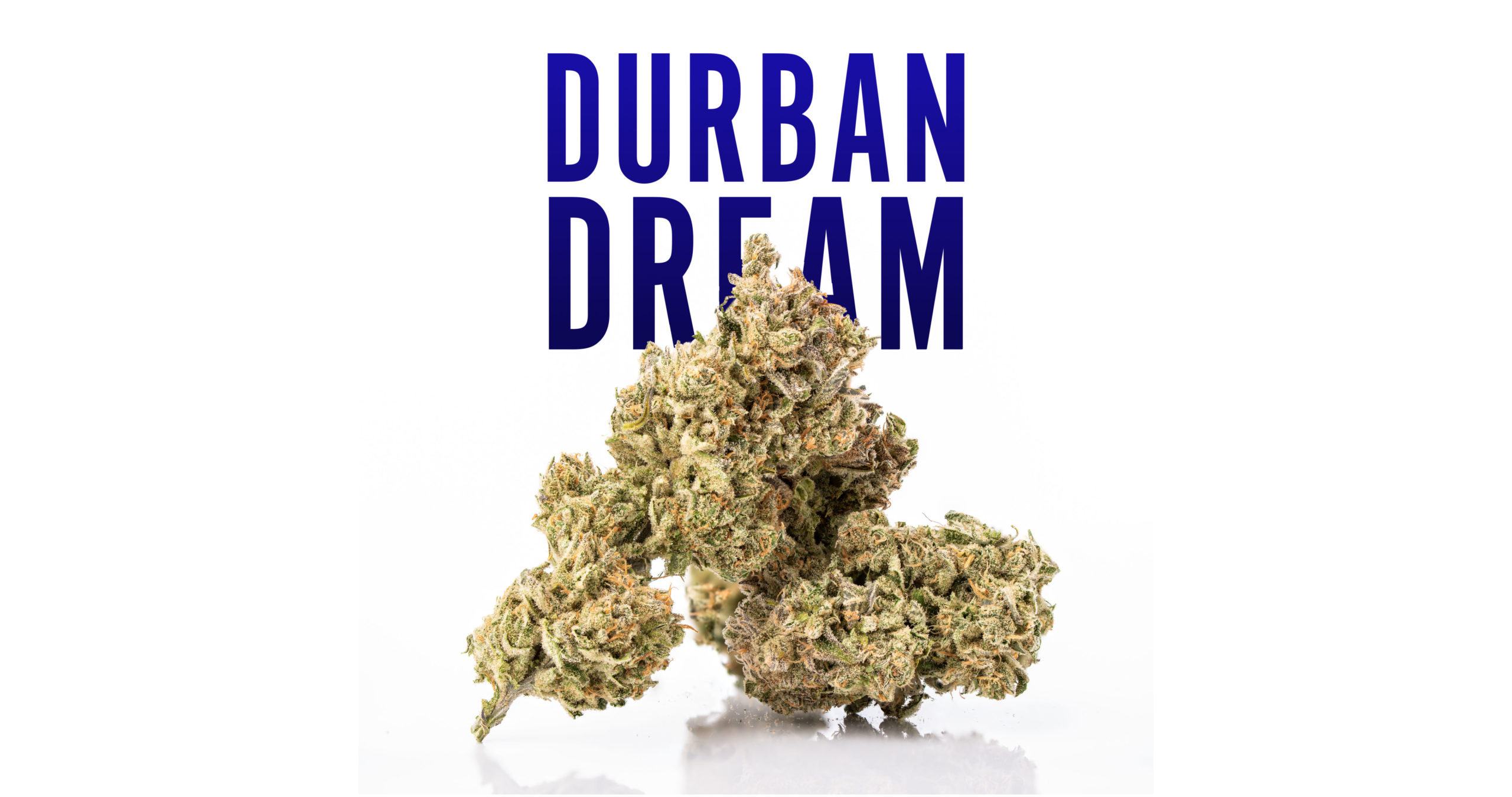 Durban Dream Strain Potency Effects Terpene Profile M V