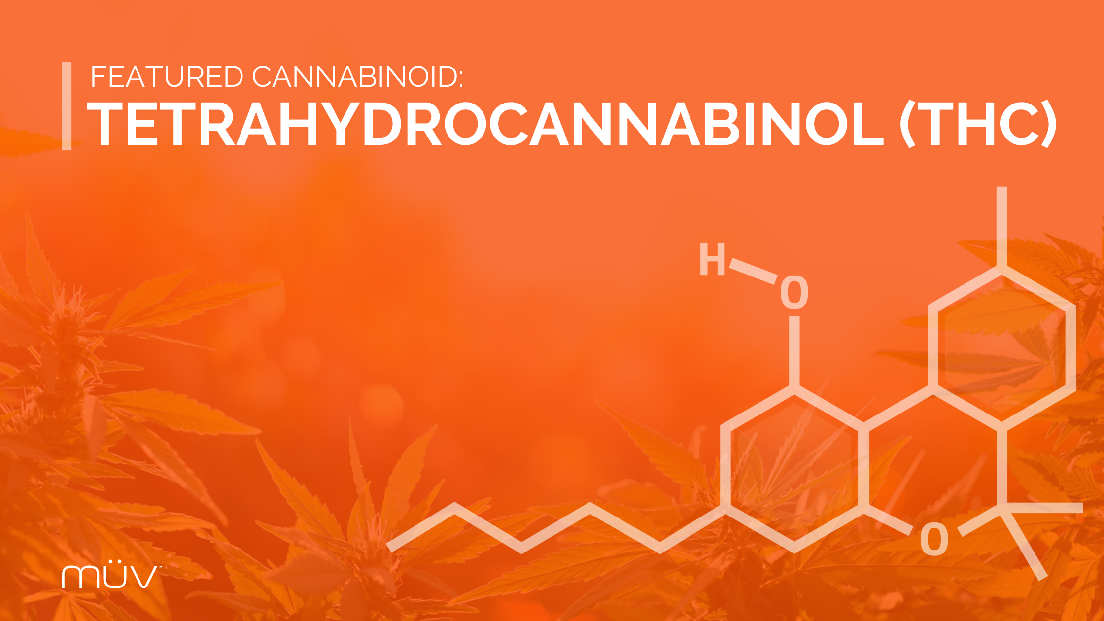 What Is THC Uses Side Effects Benefits M V What Is THC Uses Side Effects Benefits M V