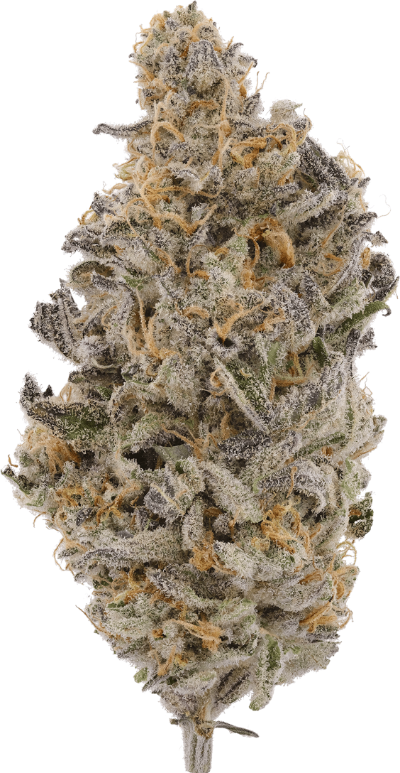 MAC 1 - MÜV Florida