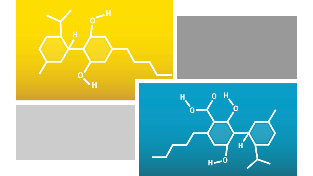 CBDA vs. CBD: Understanding the Differences | MÜV CBDA vs. CBD: Understanding the Differences | MÜV